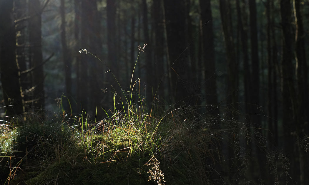 Home page – Highland Store